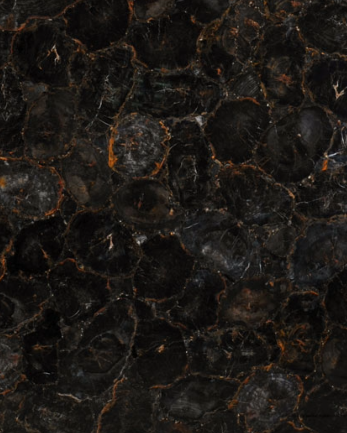 PETRIFIED WOOD - Marmi Orobici Graniti