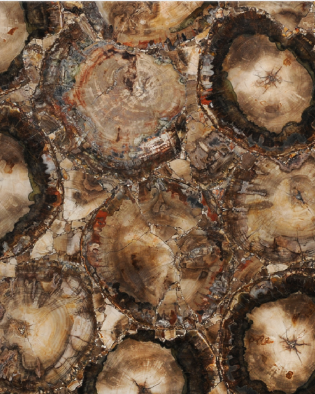 PETRIFIED WOOD - Marmi Orobici Graniti